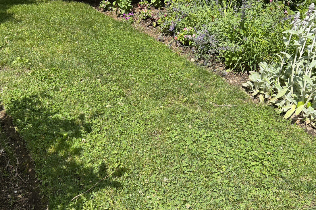 How to find that tricky balance between lawn and not-lawn. And care for ...